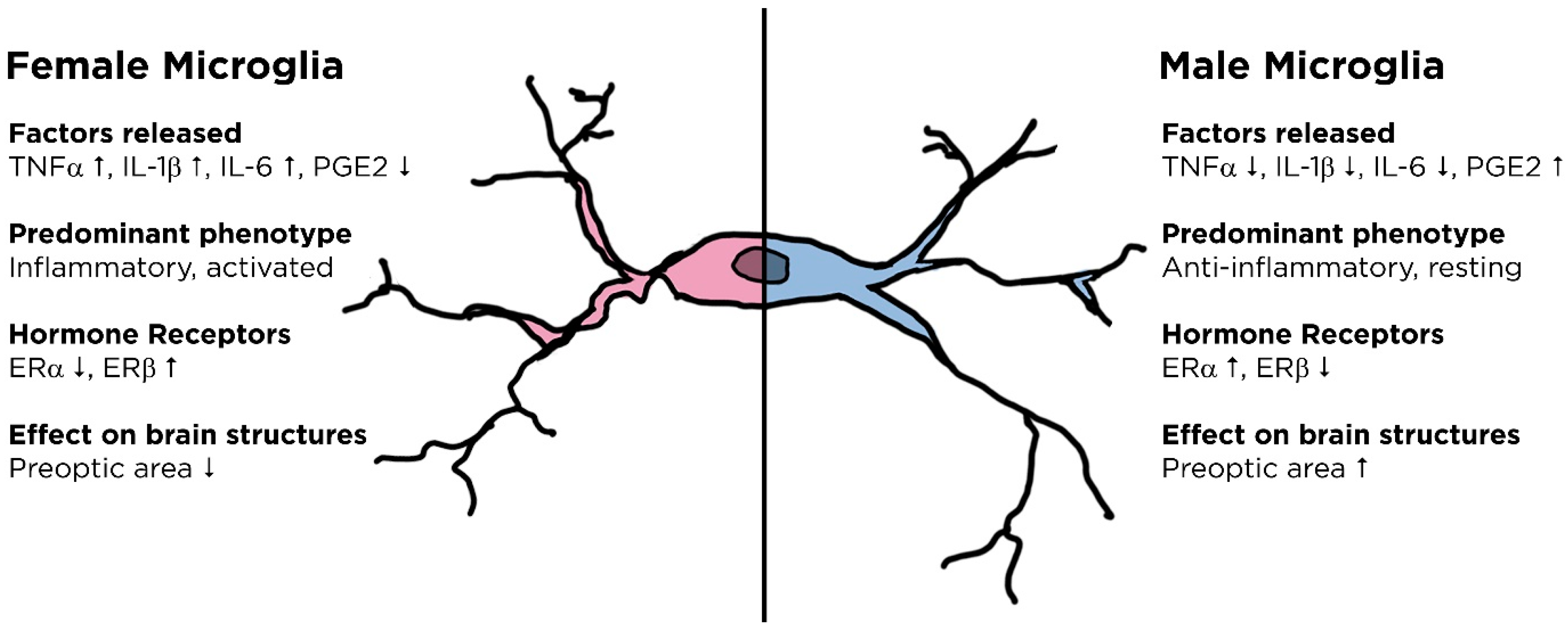 Ijms Free Full Text Microglial Function Across The Spectrum Of Age