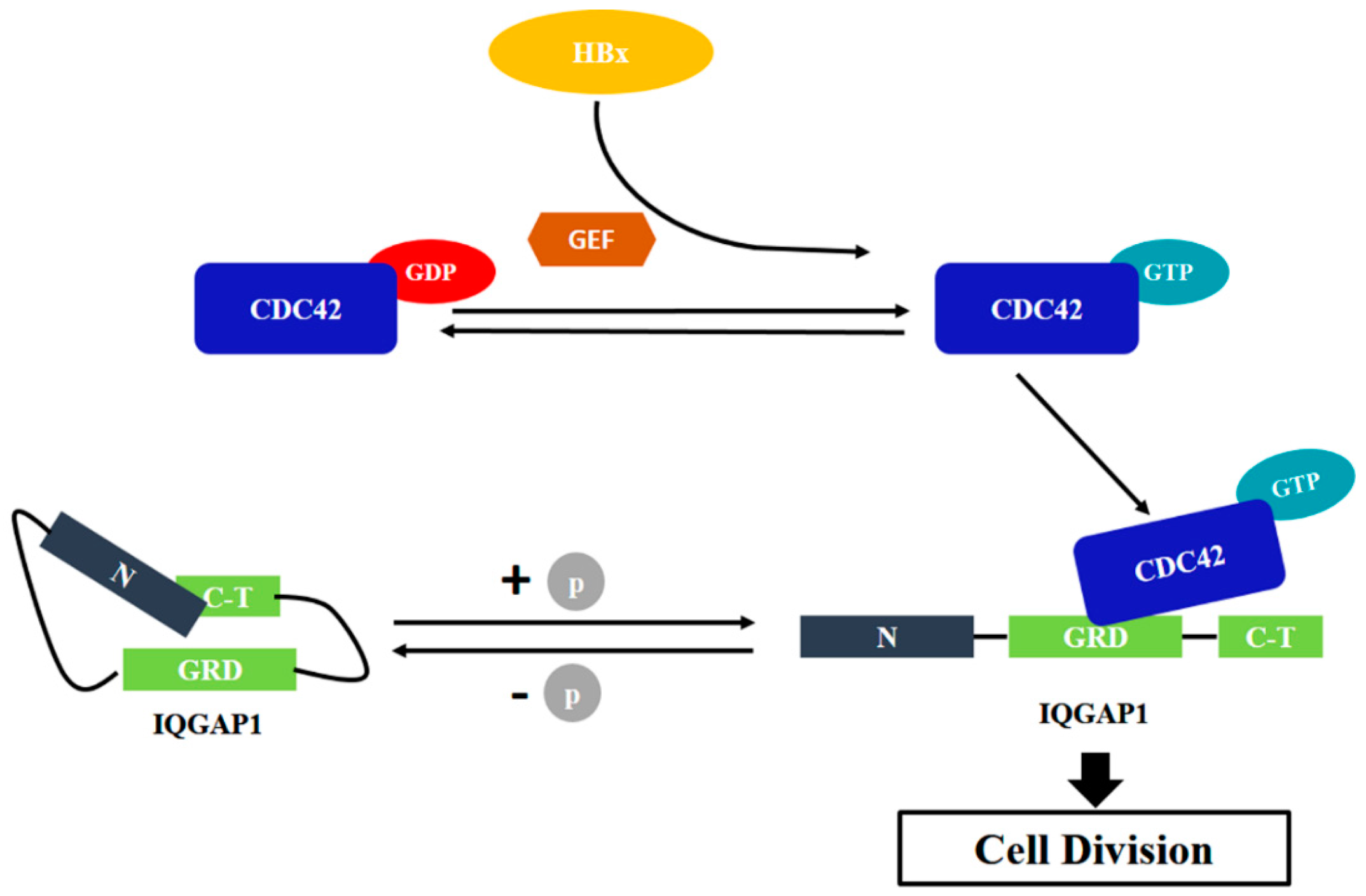 IJMS | Free Full-Text | Hepatitis B Virus X Protein Stimulates ...
