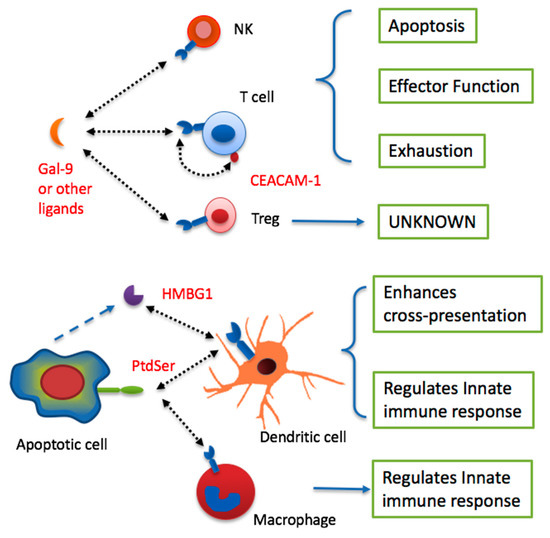 TIM-3 as a Target for Cancer Immunotherapy and Mechanisms of Action