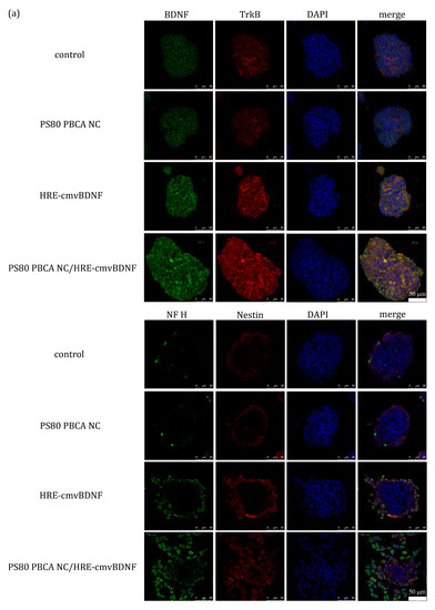 Brain-Derived Neurotrophic Factor Loaded PS80 PBCA Nanocarrier for In ...