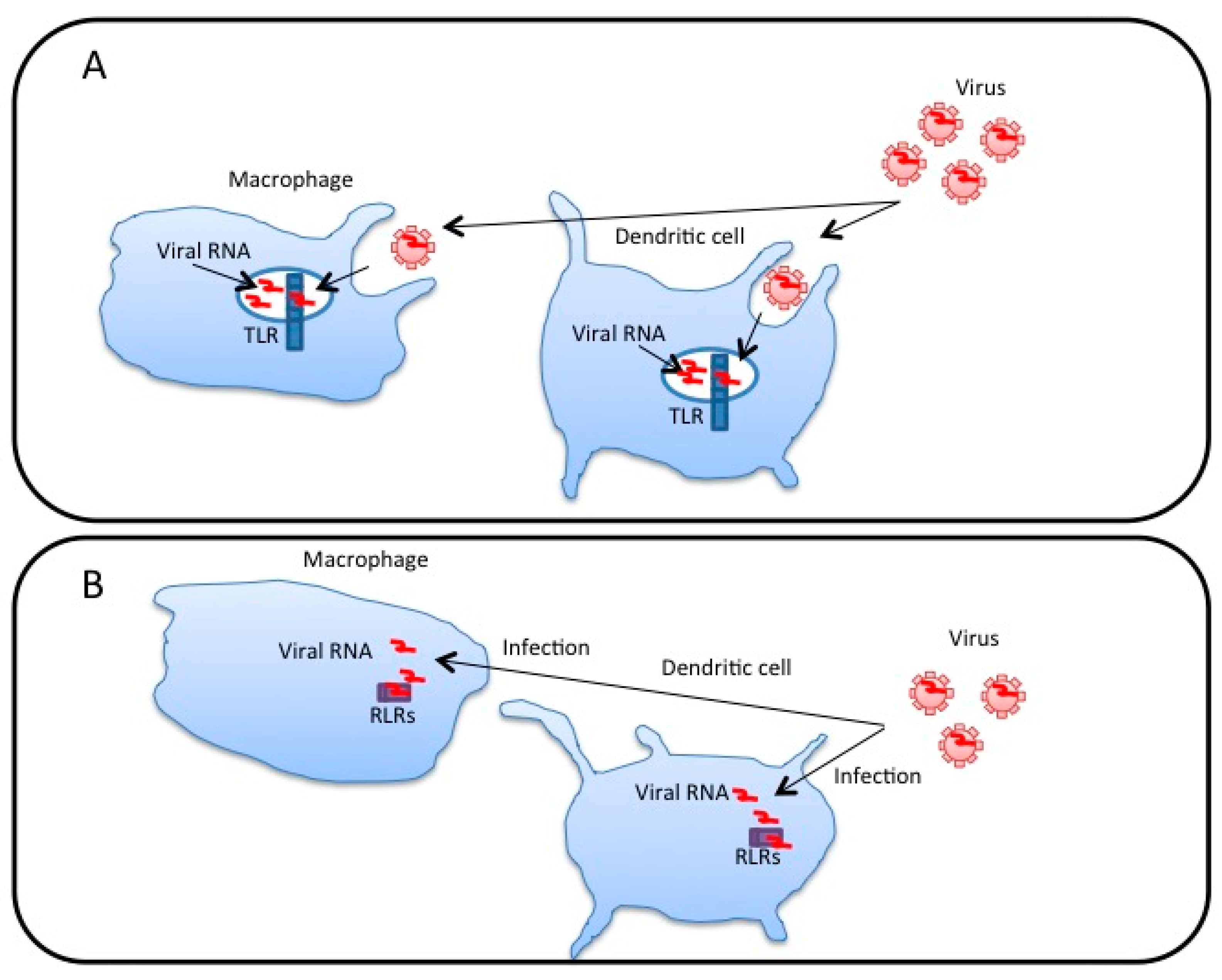 Ijms Free Full Text Extracellular Vesicles Deliver Host And Virus