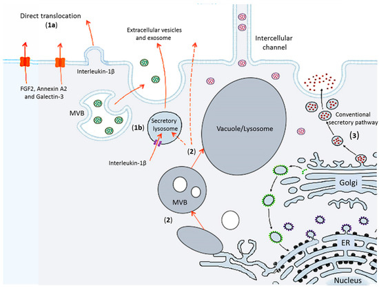 Unconventional Transport Routes of Soluble and Membrane Proteins and ...