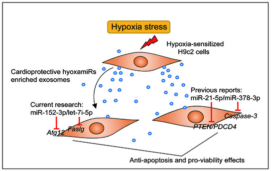 IJMS | Free Full-Text | Overexpression of Exosomal Cardioprotective ...