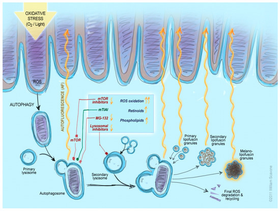 Inhibition or Stimulation of Autophagy Affects Early Formation of ...