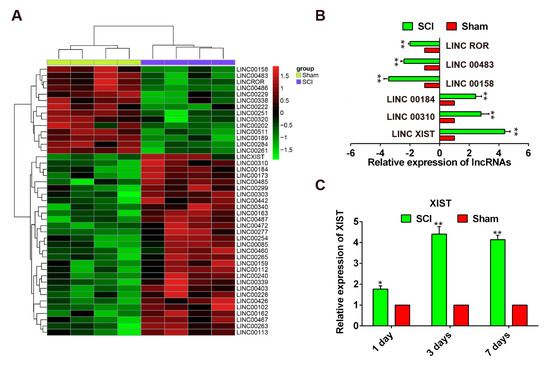 IJMS | Free Full-Text | Long Coding RNA XIST Contributes to Neuronal ...