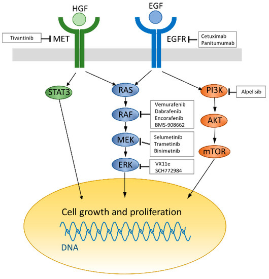 Recent Advances in Targeting the EGFR Signaling Pathway for the ...