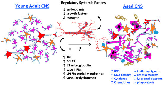 IJMS | Special Issue : Microglia in Aging and Neurodegenerative Disease