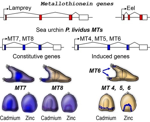 IJMS | Free Full-Text | Metallothionein Gene Family in the Sea Urchin ...