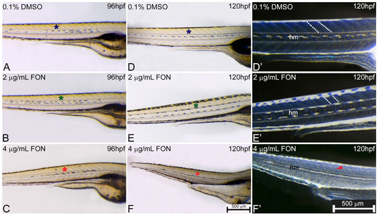 IJMS | Special Issue : Zebrafish: A Model for Toxicological Research