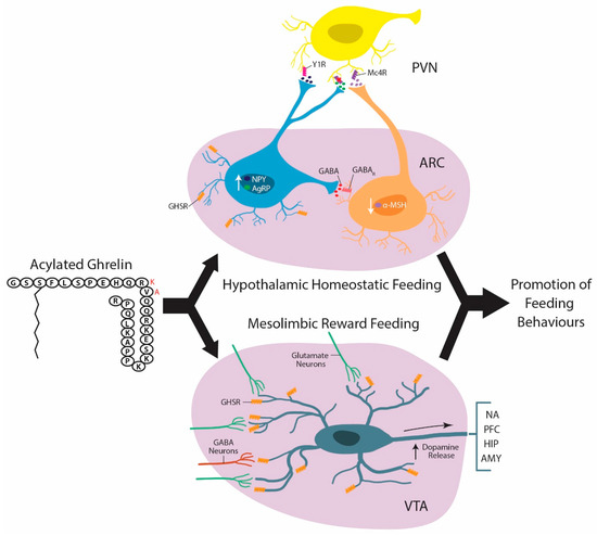 Clarifying the Ghrelin System’s Ability to Regulate Feeding Behaviours ...