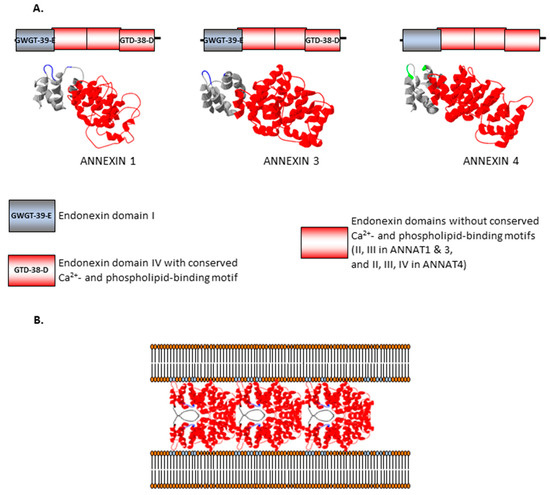 IJMS | Free Full-Text | Annexins as Overlooked Regulators of Membrane ...