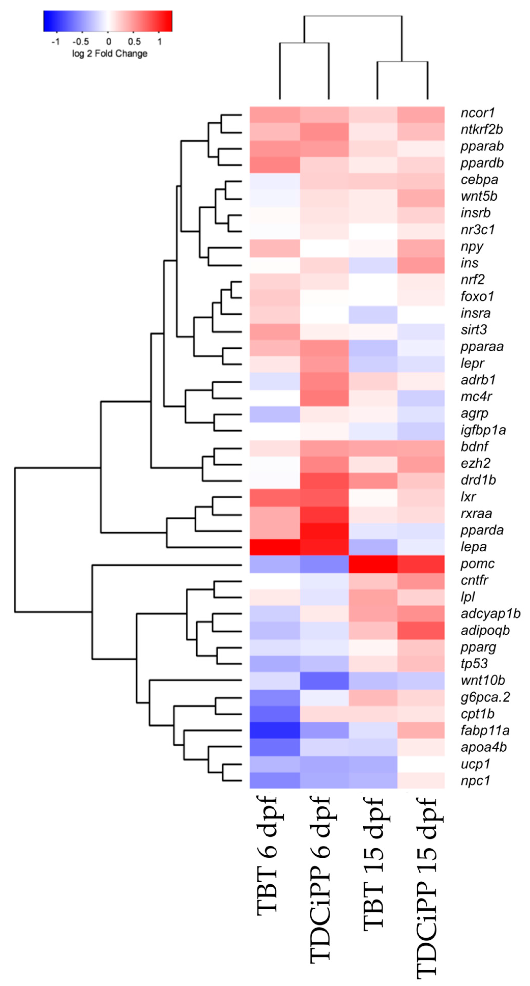 IJMS | Free Full-Text | Altered Adipogenesis in Zebrafish Larvae ...