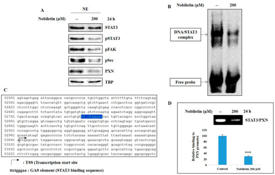 Nobiletin Inhibits Angiogenesis by Regulating Src/FAK/STAT3-Mediated ...