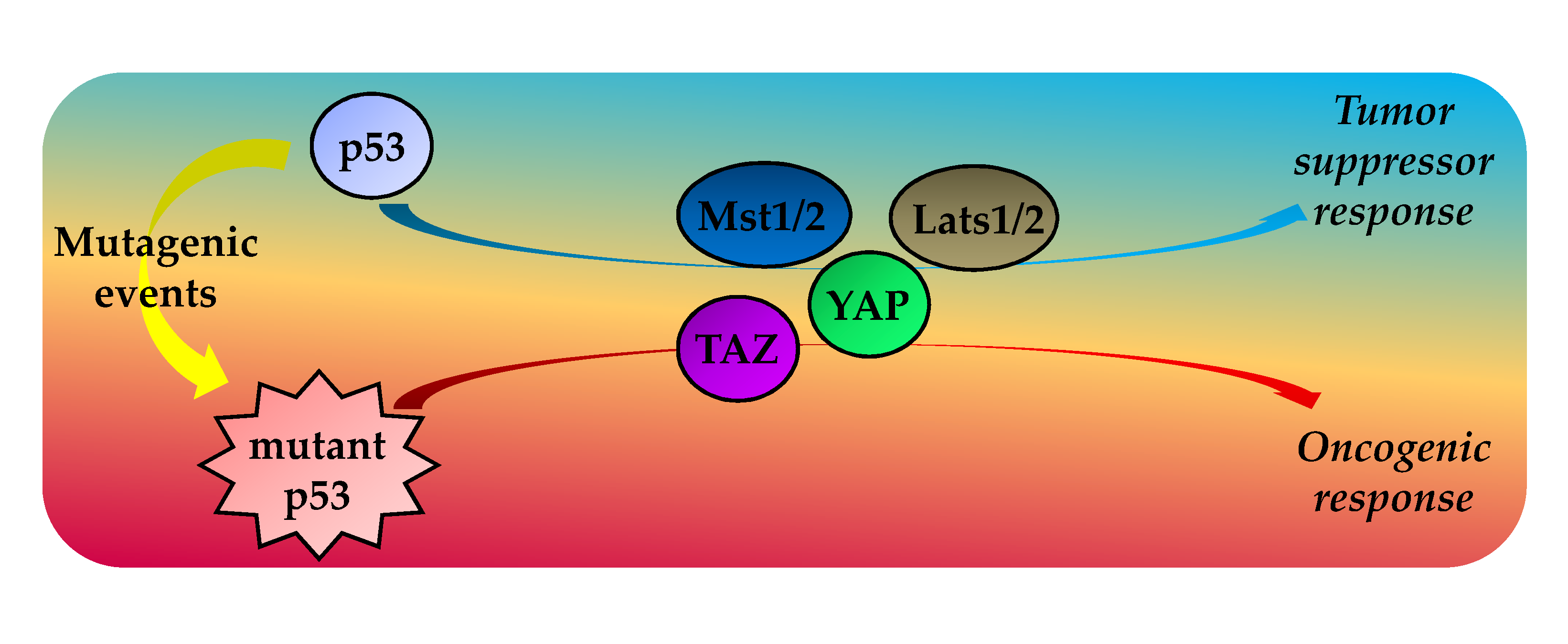 Ijms Free Full Text Mutant P53 Protein And The Hippo Transducers