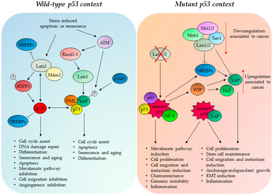 Mutant p53 Protein and the Hippo Transducers YAP and TAZ: A Critical ...