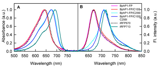 Interaction of Biliverdin Chromophore with Near-Infrared Fluorescent Protein BphP1-FP Engineered ...