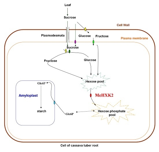 IJMS | Free Full-Text | Structure, Expression, and Functional Analysis ...