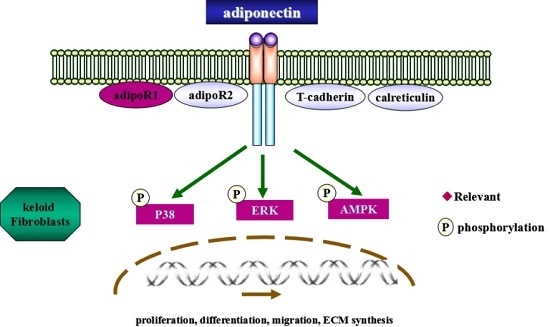 IJMS | Free Full-Text | Adiponectin Is Involved in Connective Tissue ... IJMS | Free Full-Text | Adiponectin Is Involved in Connective Tissue ...