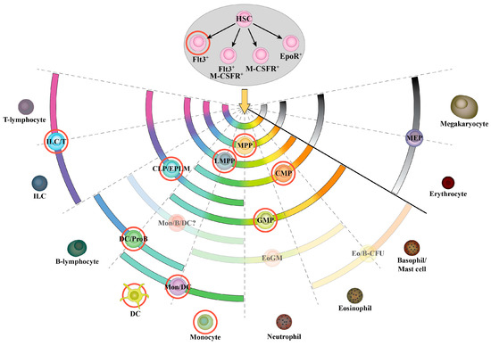 The Cytokine Flt3-Ligand in Normal and Malignant Hematopoiesis