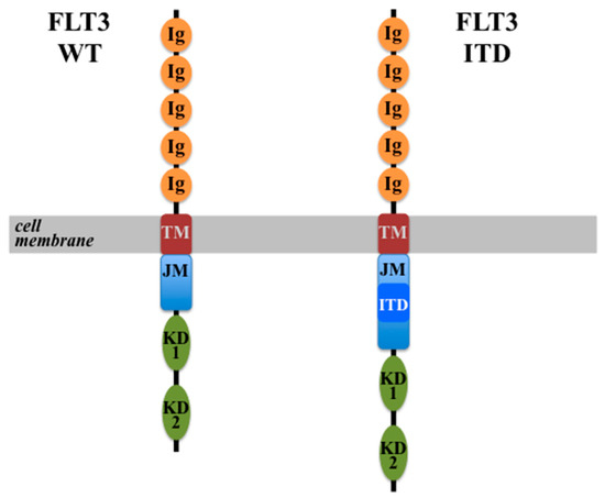 The Cytokine Flt3-Ligand in Normal and Malignant Hematopoiesis