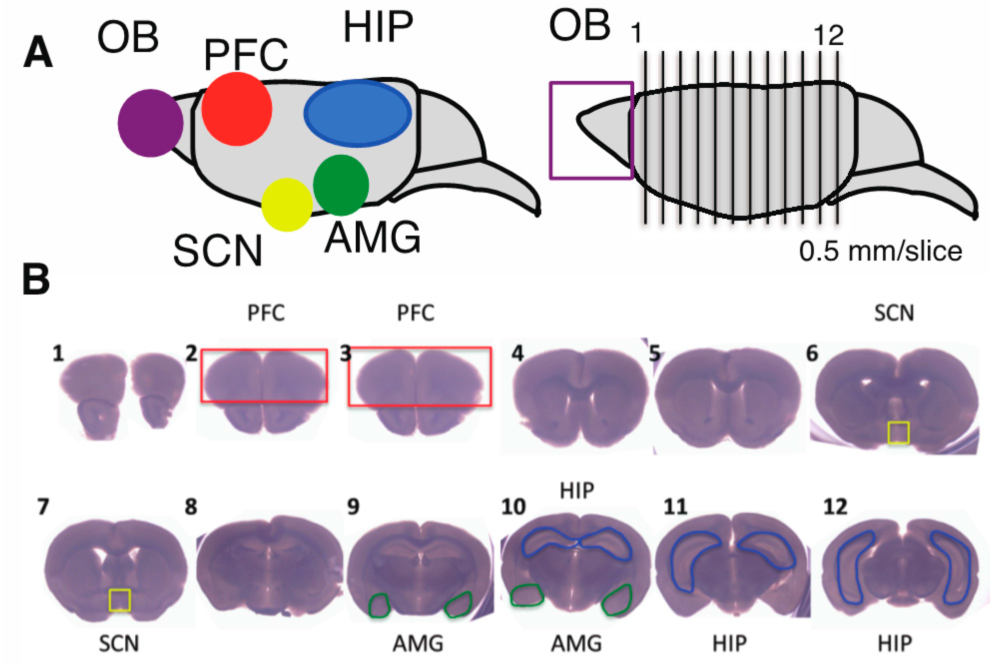 IJMS | Free Full-Text | Chlorpromazine Increases the Expression of ...