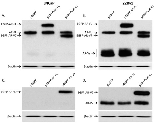 Melatonin Inhibits Androgen Receptor Splice Variant-7 (AR-V7)-Induced ...