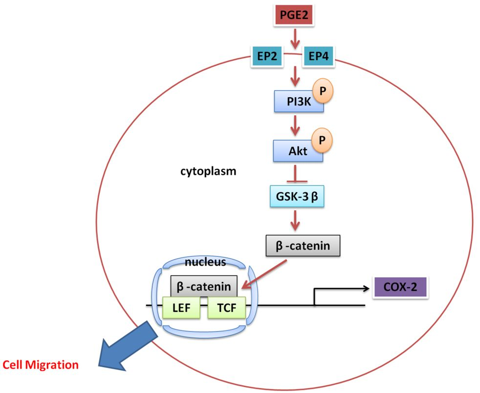 IJMS | Free Full-Text | Prostaglandin E2-Induced COX-2 Expressions via ...