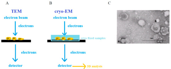 The Methods of Choice for Extracellular Vesicles (EVs) Characterization