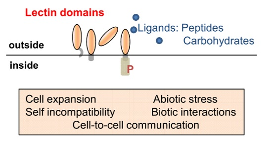 IJMS | Free Full-Text | Plant Lectins and Lectin Receptor-Like Kinases ...