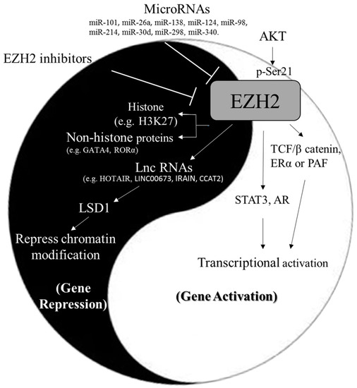 IJMS | Free Full-Text | EZH2 in Cancer Progression and Potential ...