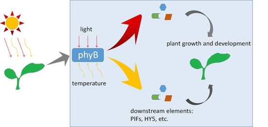 IJMS | Free Full-Text | Photoreceptor PhyB Involved in Arabidopsis ...