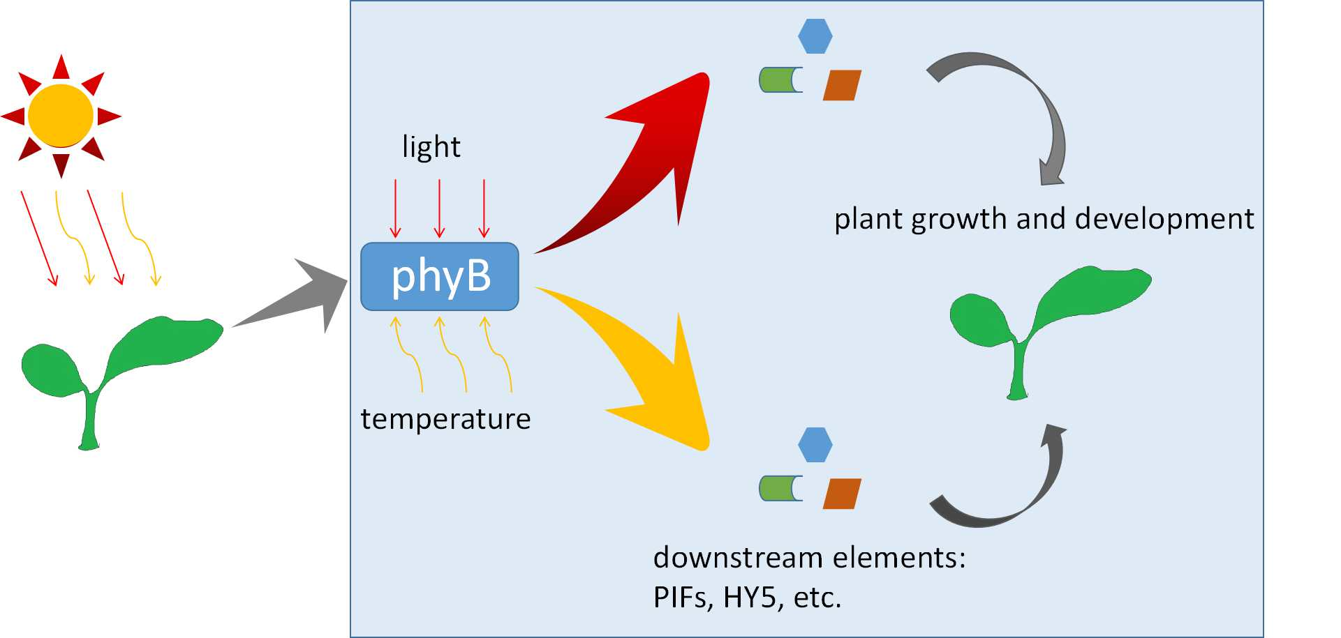 IJMS | Free Full-Text | Photoreceptor PhyB Involved in Arabidopsis ...