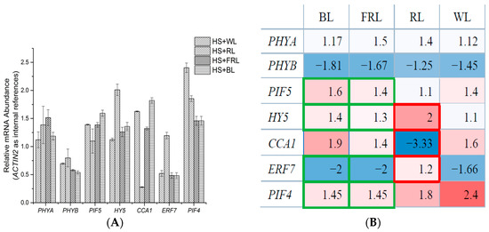 IJMS | Free Full-Text | Photoreceptor PhyB Involved in Arabidopsis ...