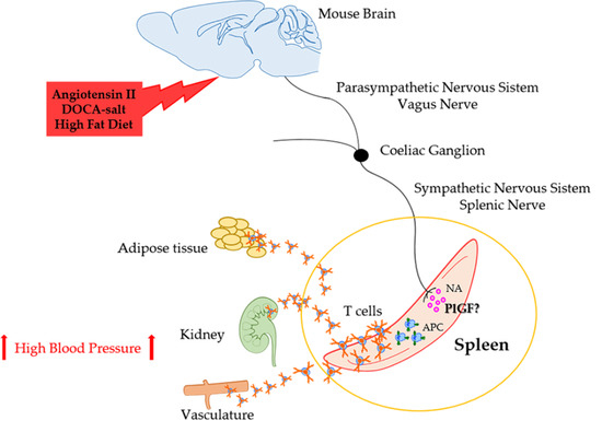 IJMS | Free Full-Text | The Spleen: A Hub Connecting Nervous and Immune ...