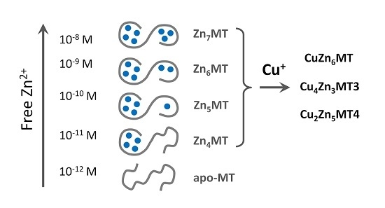 IJMS | Free Full-Text | The Functions of Metamorphic Metallothioneins ...