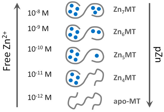 The Functions of Metamorphic Metallothioneins in Zinc and Copper Metabolism