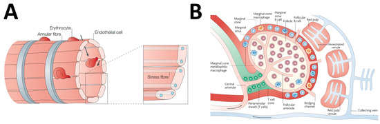 IJMS | Special Issue : Spleen: Crossroad between Immune System ...