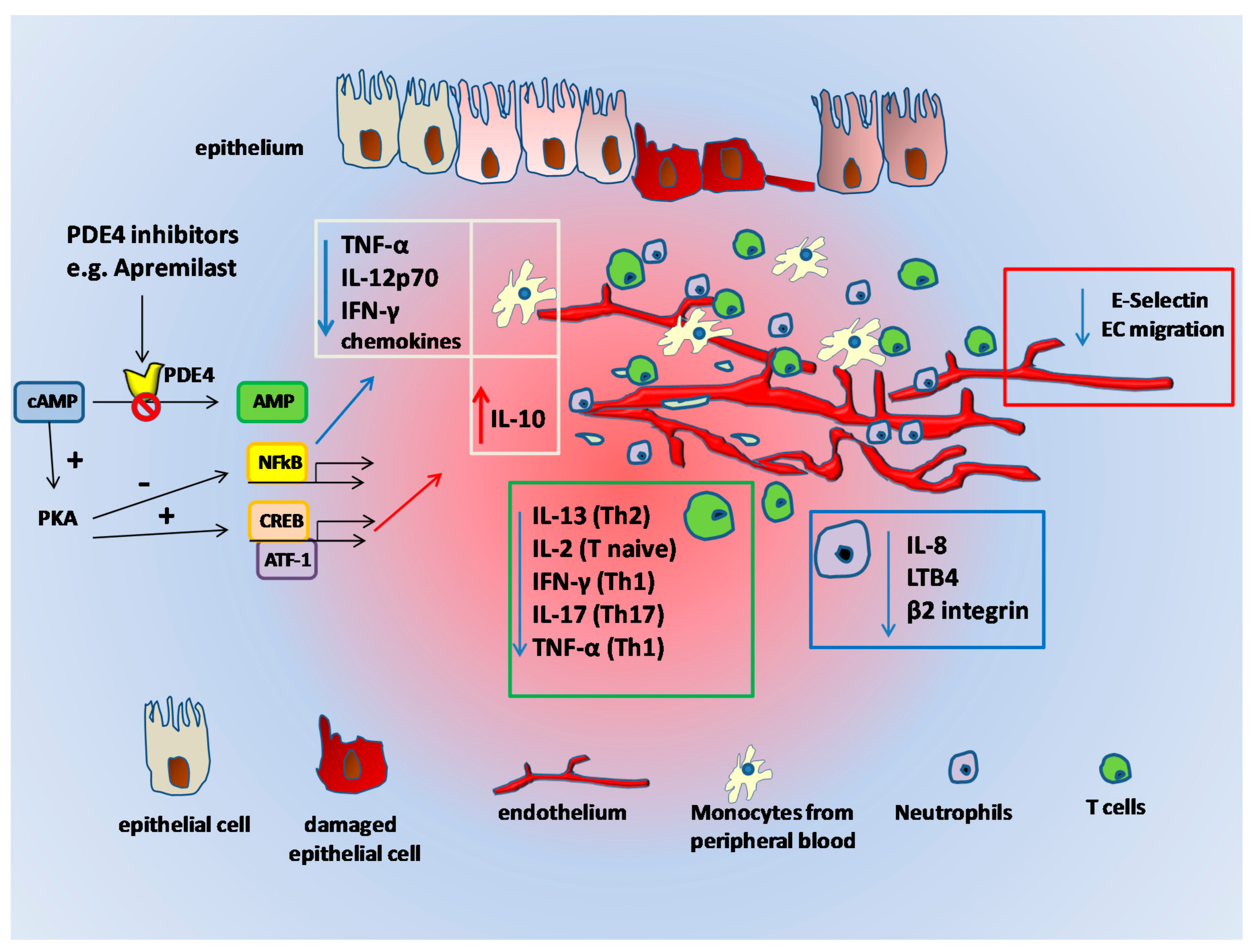 PDE4 Inhibition and Inflammatory Bowel Disease: A Novel Therapeutic Avenue PDE4 Inhibition and Inflammatory Bowel Disease: A Novel Therapeutic Avenue