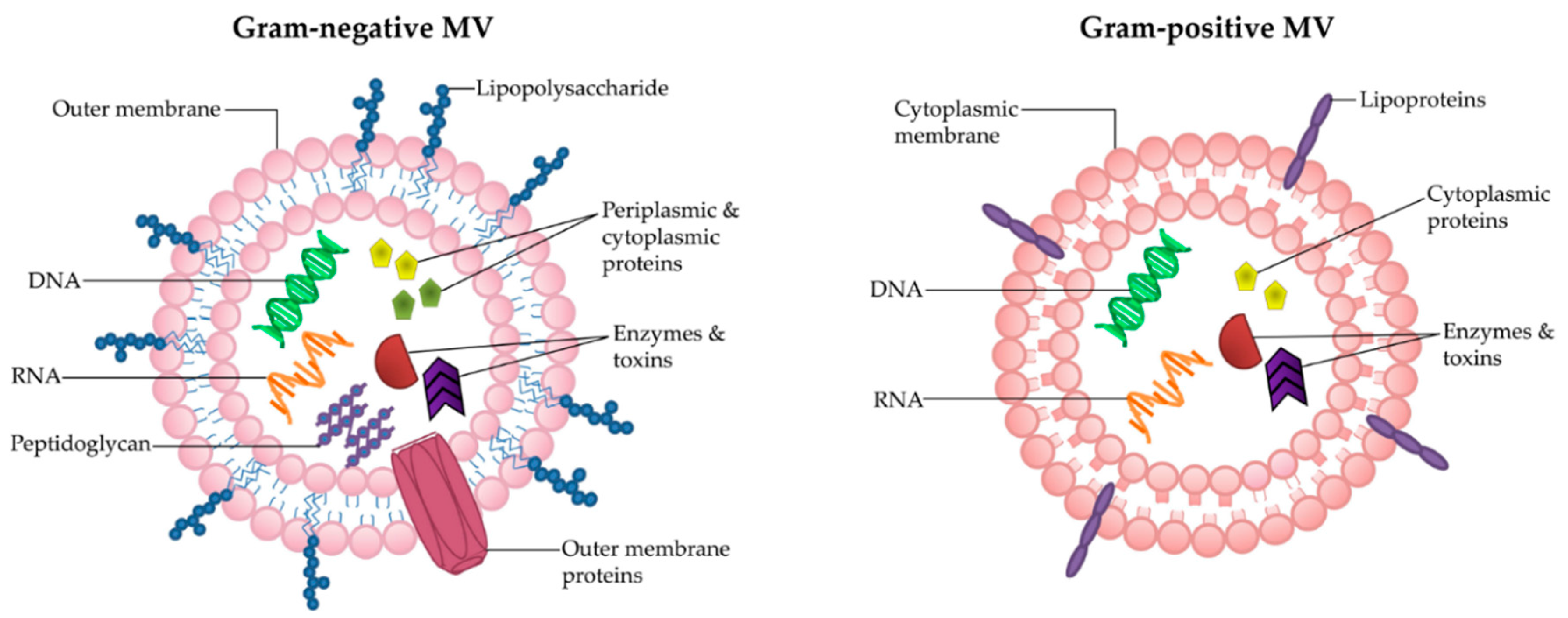 gram positive bacteria cell structure gram positive bacteria cell structure