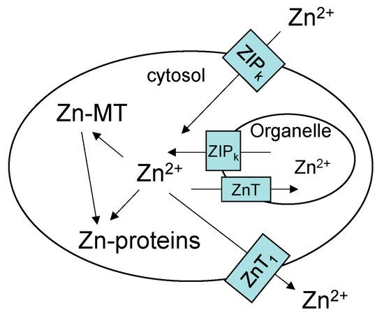 IJMS | Special Issue : Metallothioneins in Bioinorganic Chemistry ...