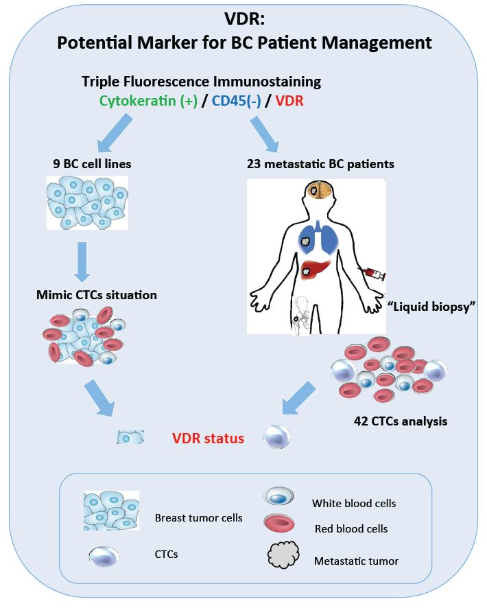 IJMS | Free Full-Text | Fluorescence Analysis of Vitamin D Receptor Status of Circulating Tumor ...
