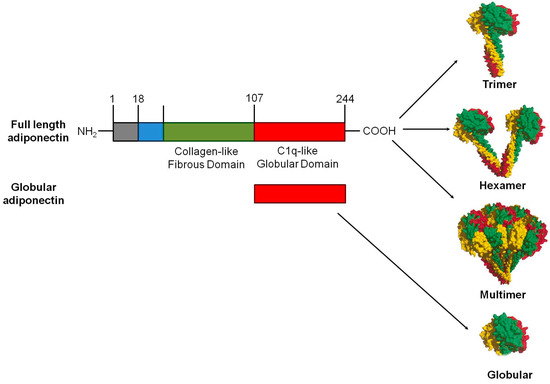 Adiponectin, a Therapeutic Target for Obesity, Diabetes, and ...