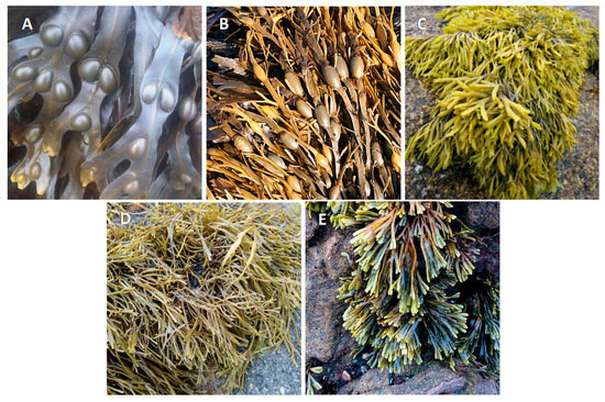 Phaeophyta Microscope