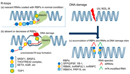 RNA Binding Proteins and Genome Integrity