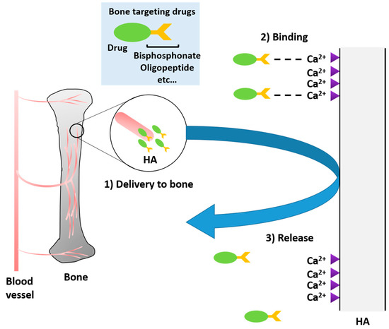 Development of Bone Targeting Drugs