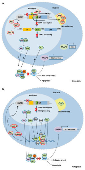 The Nucleolus: In Genome Maintenance and Repair