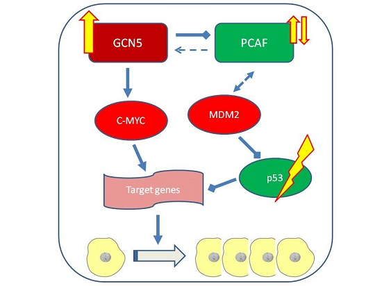 IJMS | Free Full-Text | Differential Effects of Histone ...