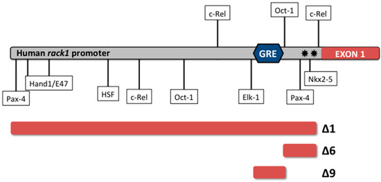 Role of Hormones in the Regulation of RACK1 Expression as a Signaling ...