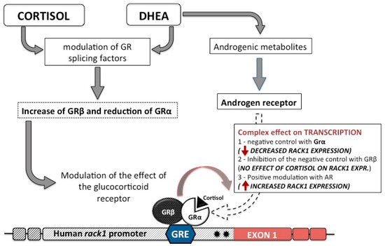 Role of Hormones in the Regulation of RACK1 Expression as a Signaling ...