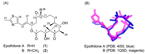 The Application of REDOR NMR to Understand the Conformation of Epothilone B